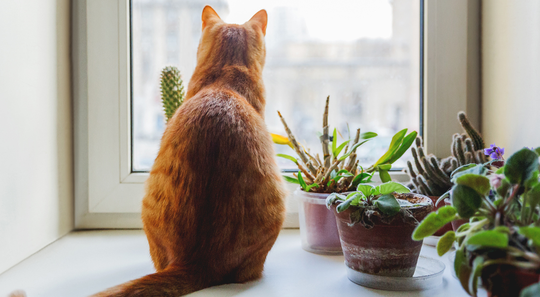 How to Get Creative With Your Indoor Cat | FarmVet Equine Blog